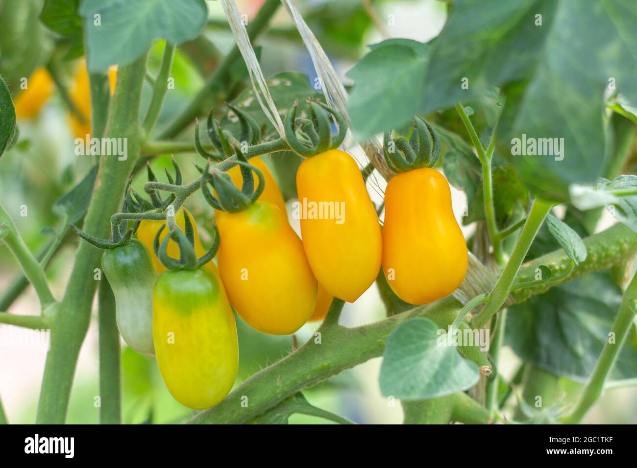 Ripe yellow tomatoes grow on a bush in a greenhouse Stock Photo - Alamy