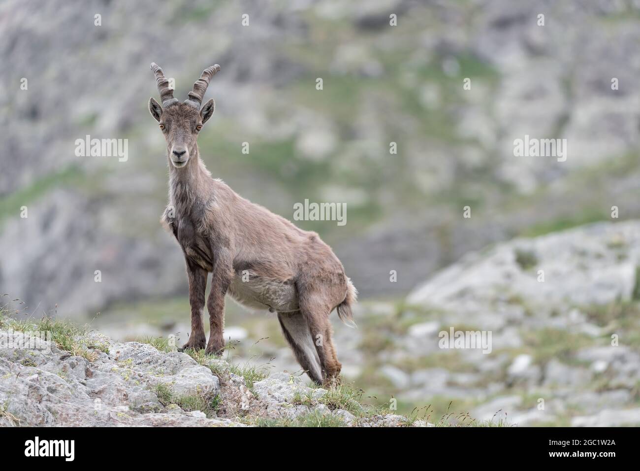 Beautiful portrait of Alpine ibex male in summer season (Capra ibex ...