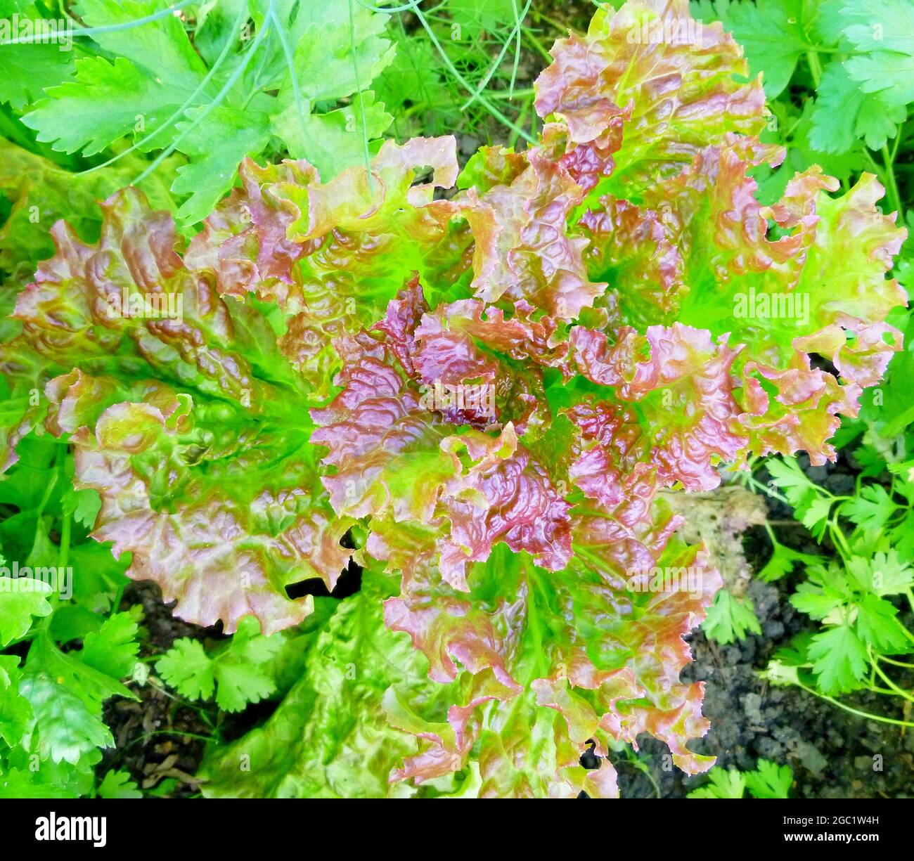 Fresh lettuce leaves in the garden, close up. Lettuce salad plant ...