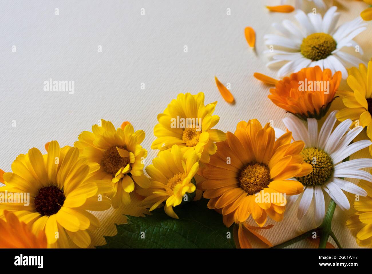 Daisy and calendula multicoloured flowers frame. Medicinal herbs Stock ...