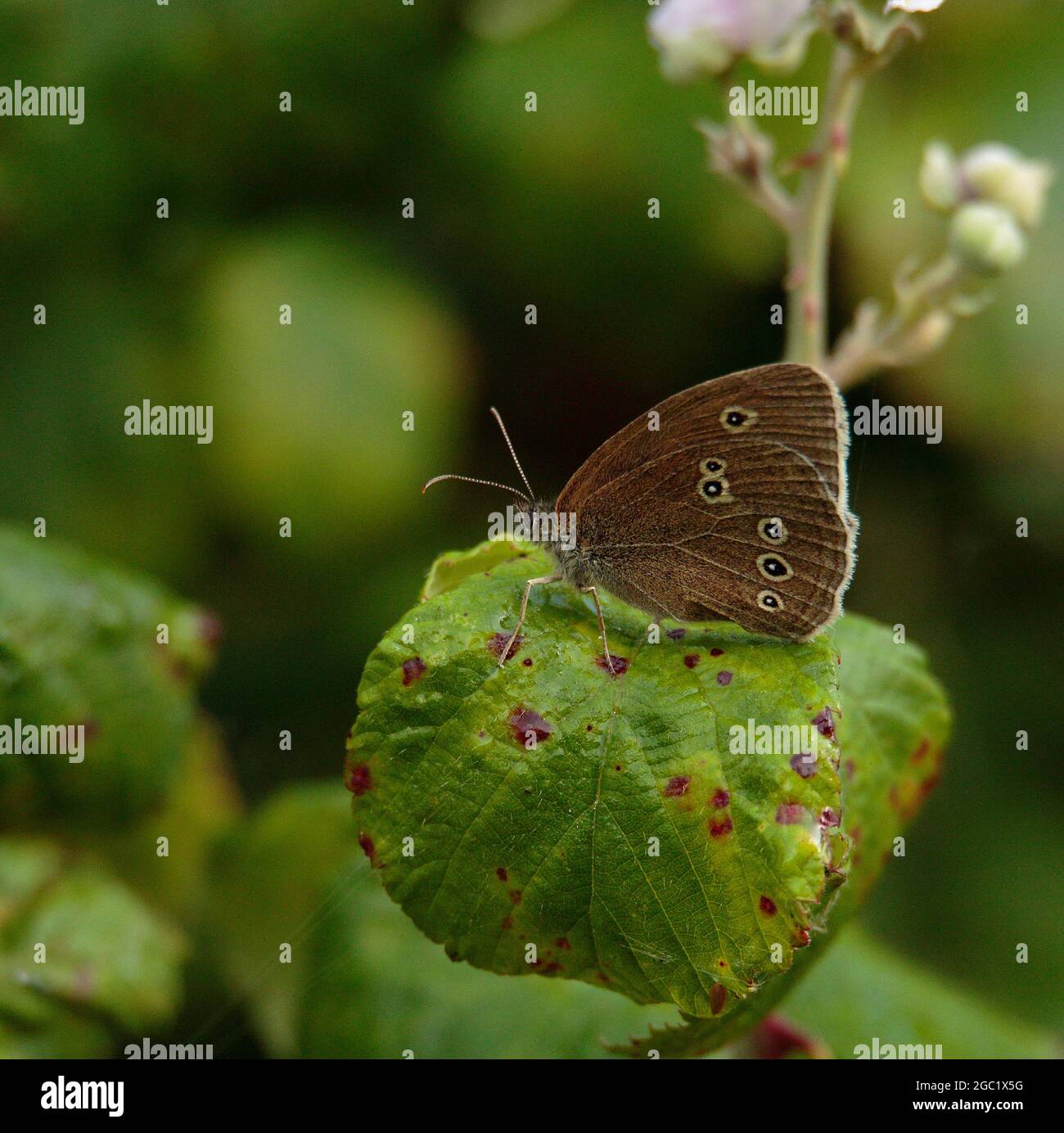 Butterfly anatomy hi-res stock photography and images - Alamy