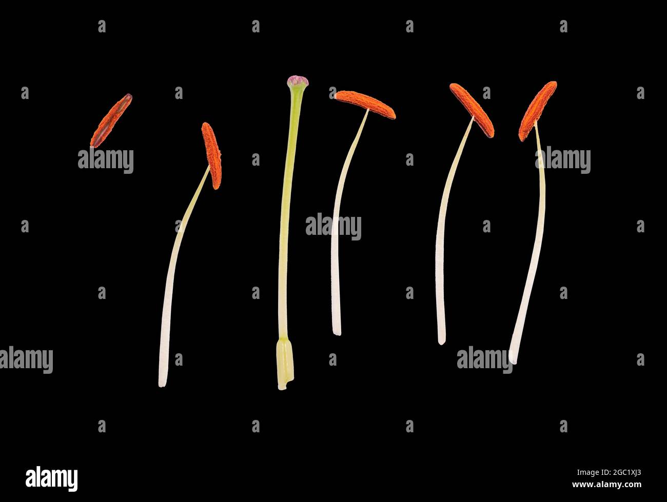 A close up texture of a Lilium longiflorum stamens isolated on black ...