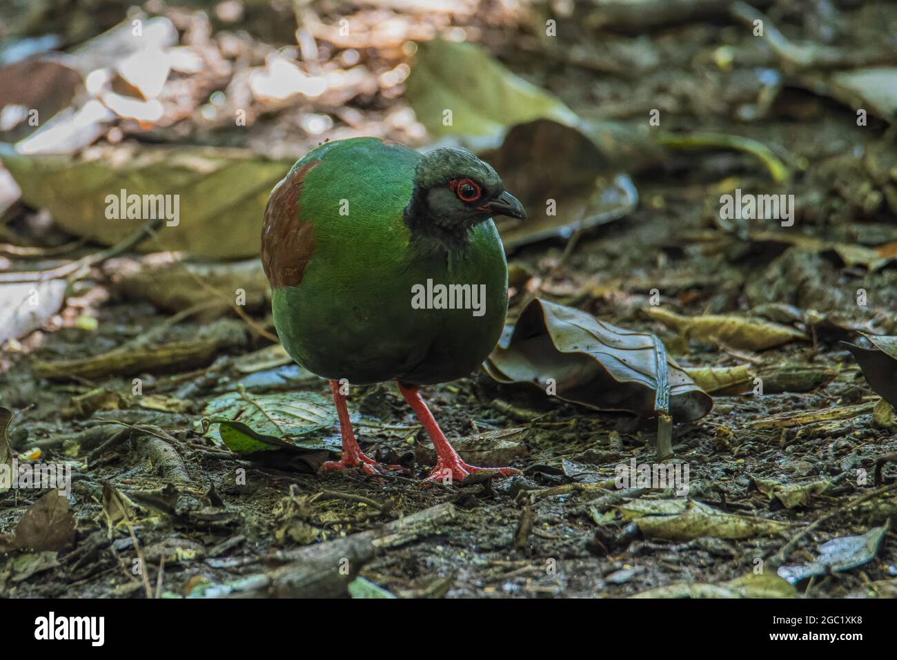 A crested partridge (Rollulus rouloul) also known as the crested wood ...