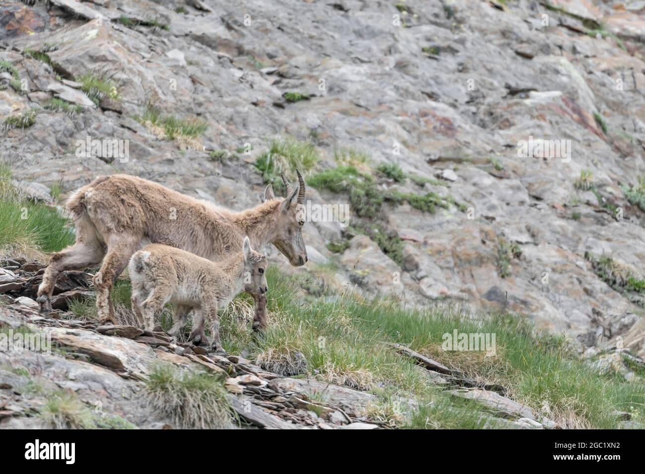 Female alpine ibex climbing hi-res stock photography and images - Alamy
