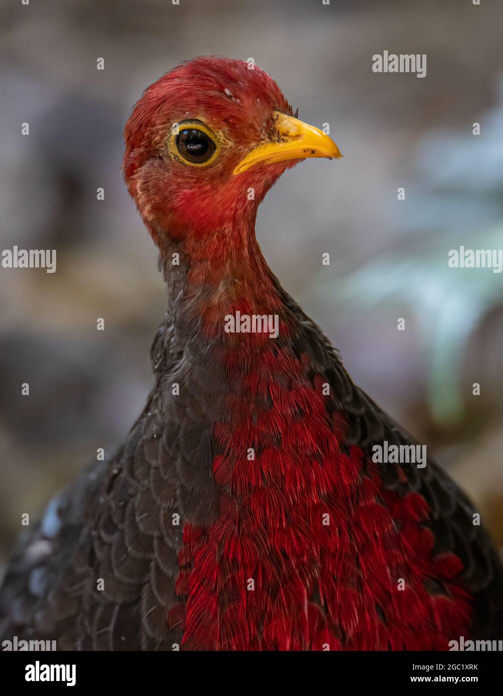 Nature wildlife bird of crimson-headed partridge on deep jungle ...