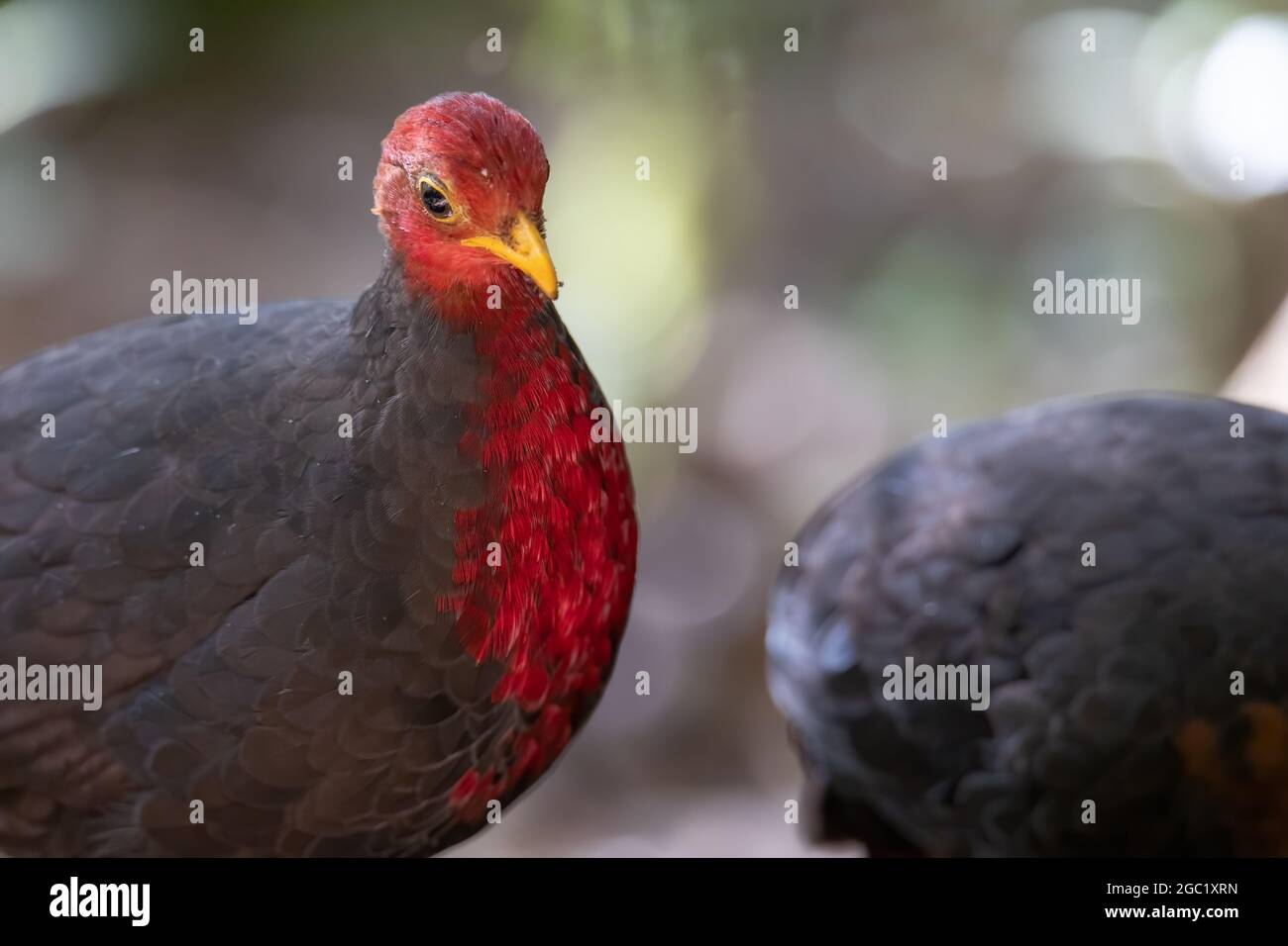 Nature wildlife bird of crimson-headed partridge on deep jungle ...
