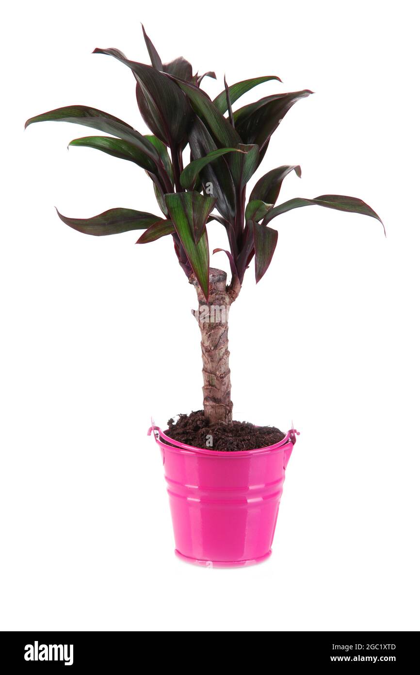 Small tree in bucket isolated on white Stock Photo - Alamy