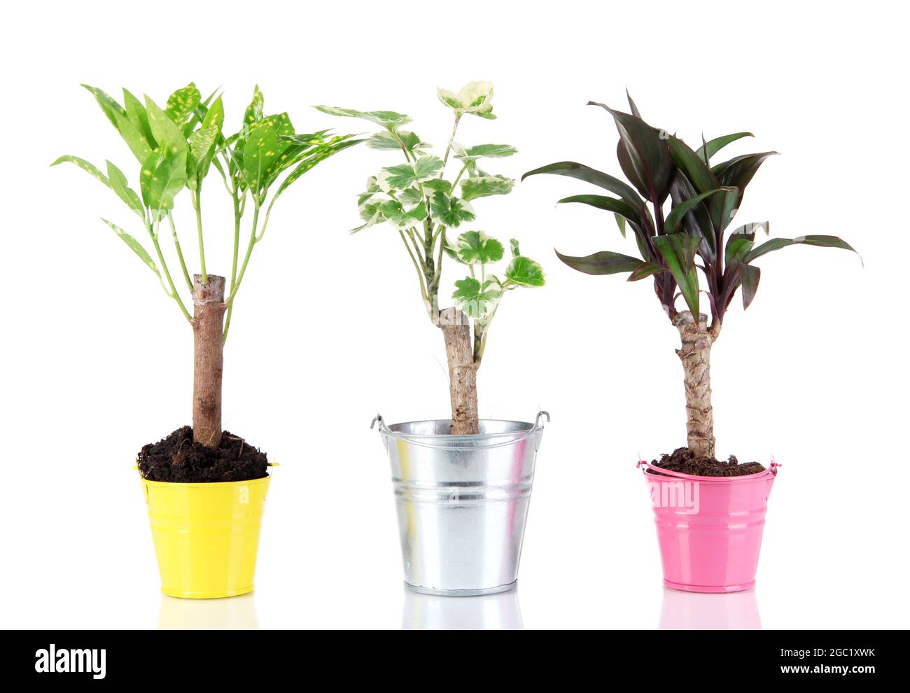 Small trees in buckets isolated on white Stock Photo - Alamy
