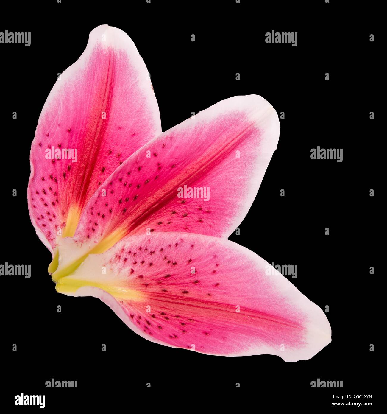 A close up texture of a flower isolated on black background Stock Photo ...