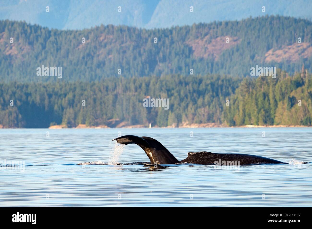 Humpback whale channel islands hi-res stock photography and images - Alamy