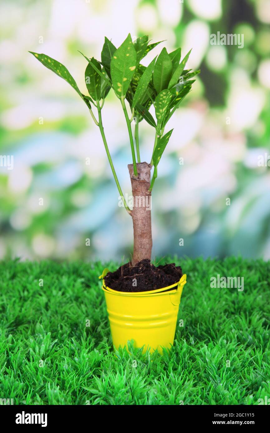 Small tree in bucket on grass on natural background Stock Photo - Alamy