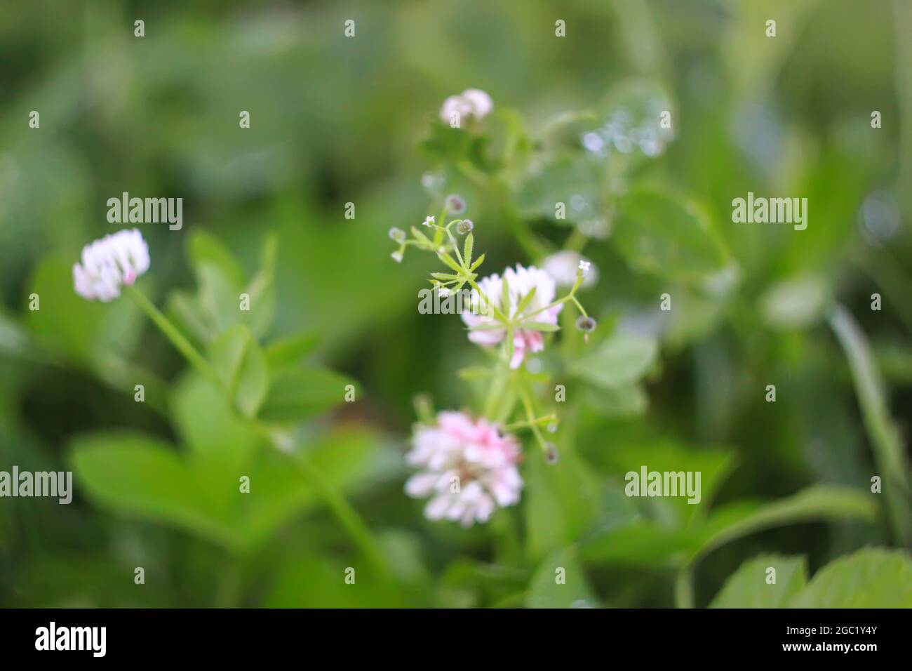 Beautiful garden flowers. Clover plants. Wildflowers Stock Photo - Alamy
