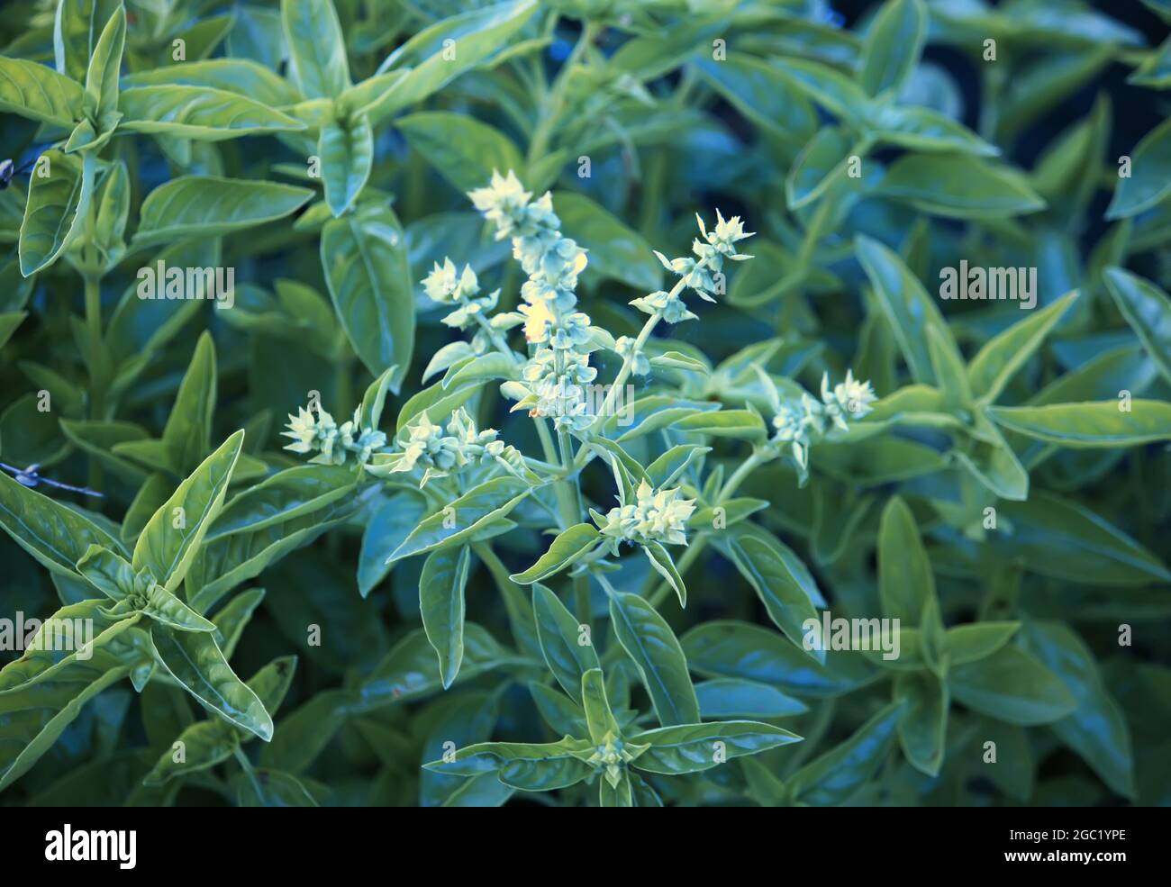 Green peppermint plants growing in the summer garden Stock Photo - Alamy