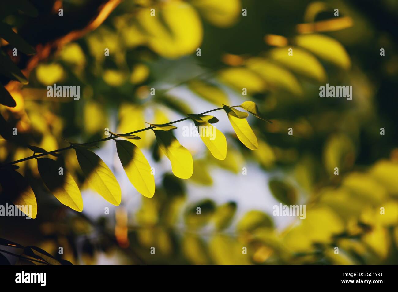 Acacia tree branches in sunlight in the garden Stock Photo - Alamy