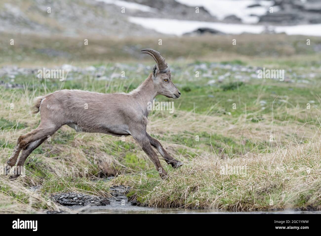 Jumping on the creek, beautiful portrait of Alpine ibex male (Capra ...
