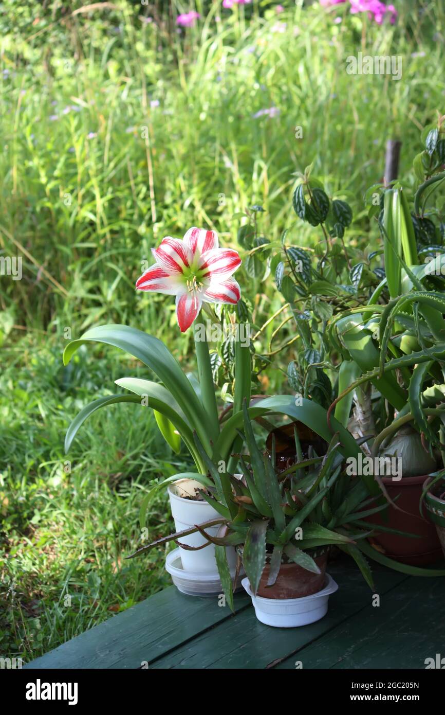 Lily flower growing in a pot outdoors Stock Photo - Alamy