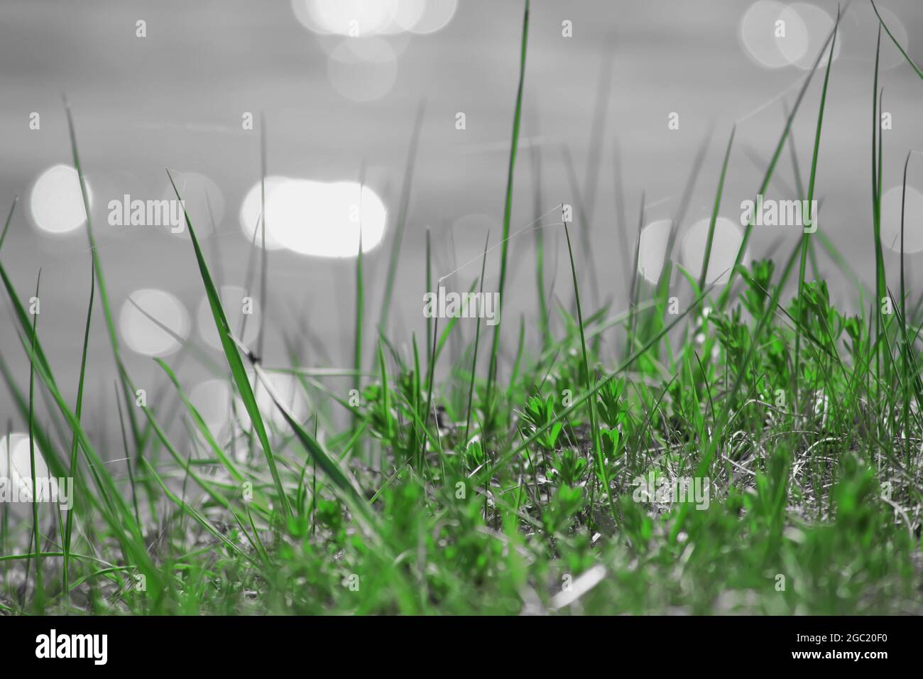 Fresh green spring grass on water background Stock Photo - Alamy