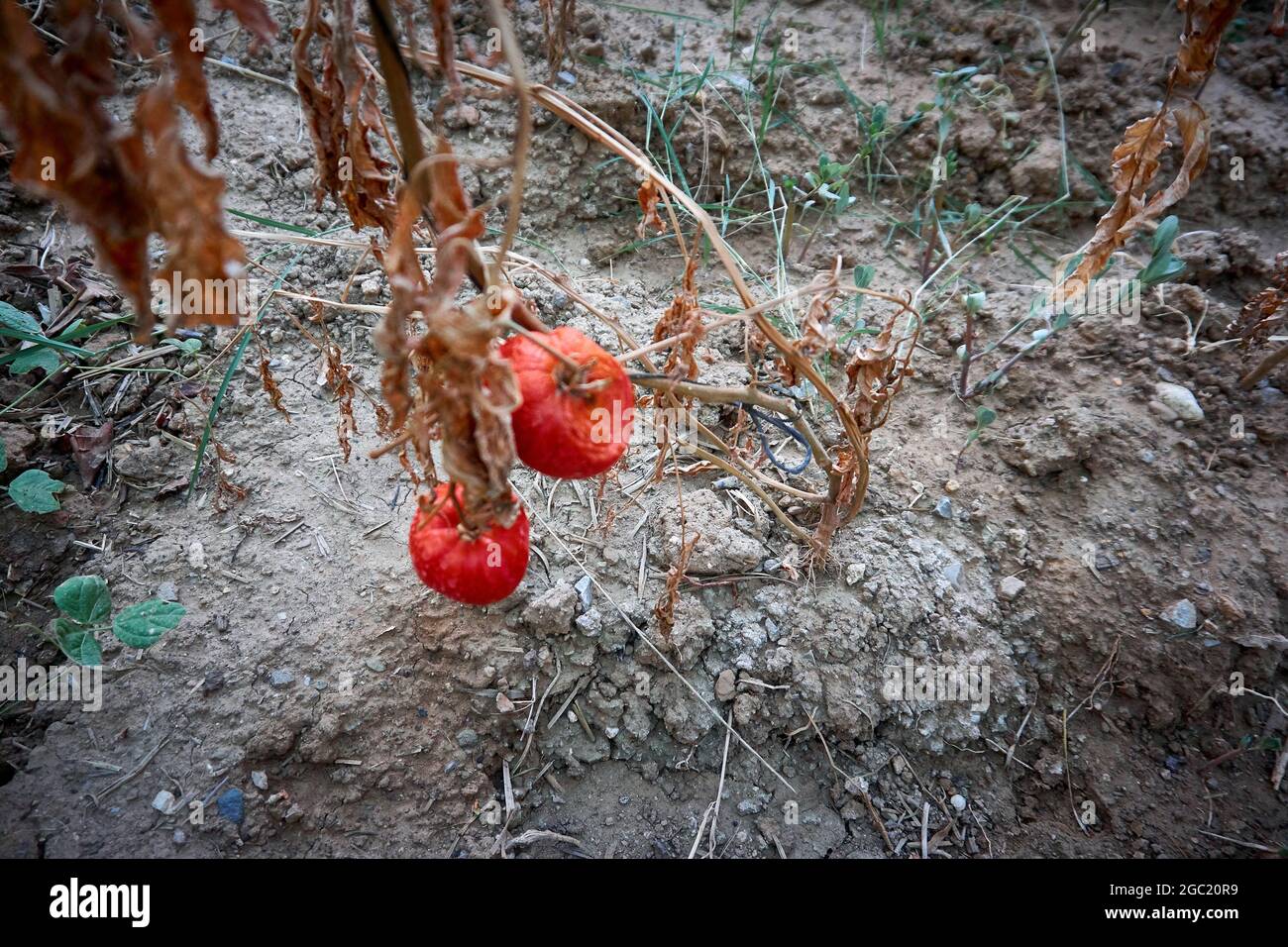 The concept of global warming and strong heat Stock Photo - Alamy