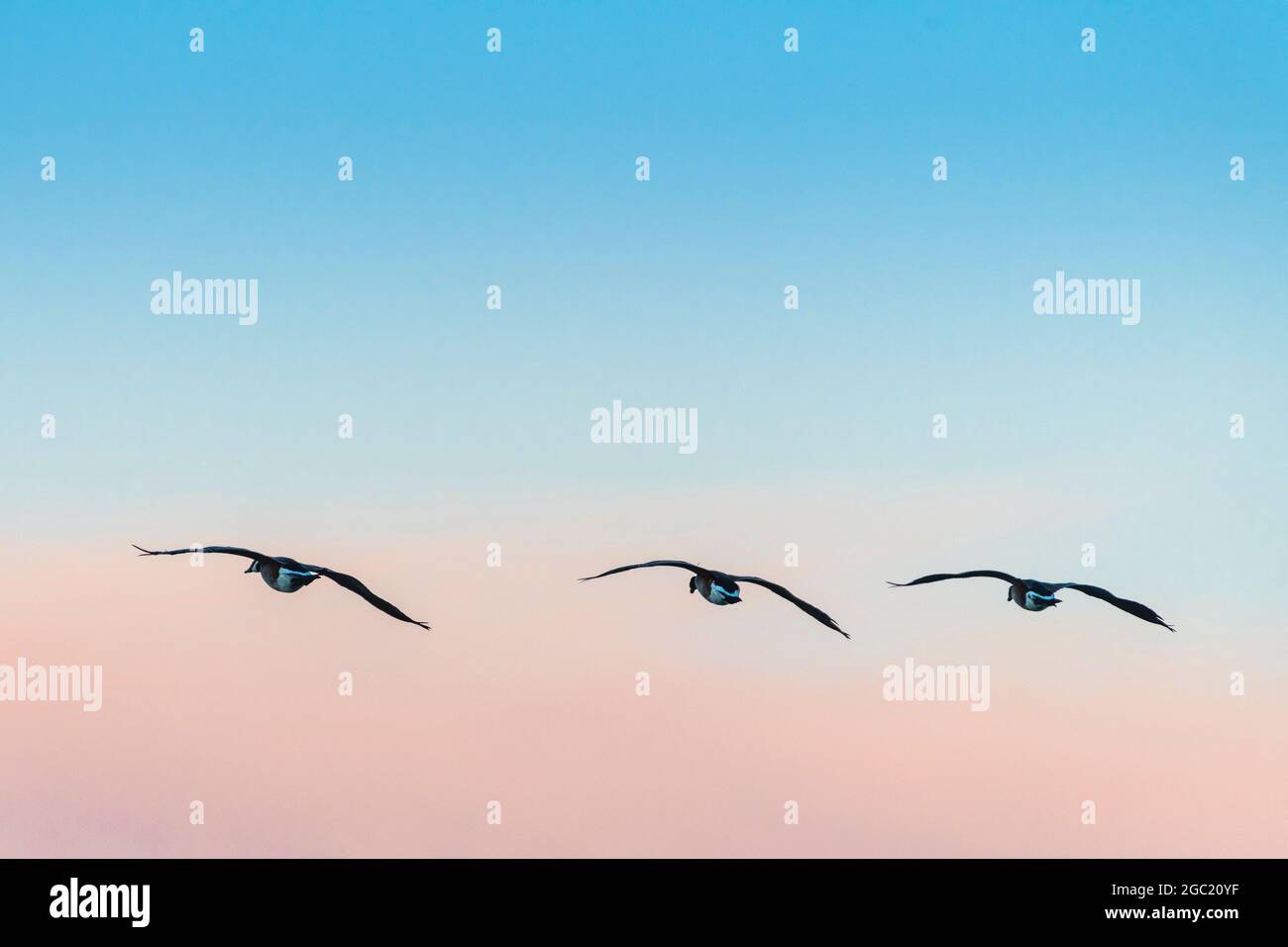 Geese flying in the sky hi-res stock photography and images - Alamy