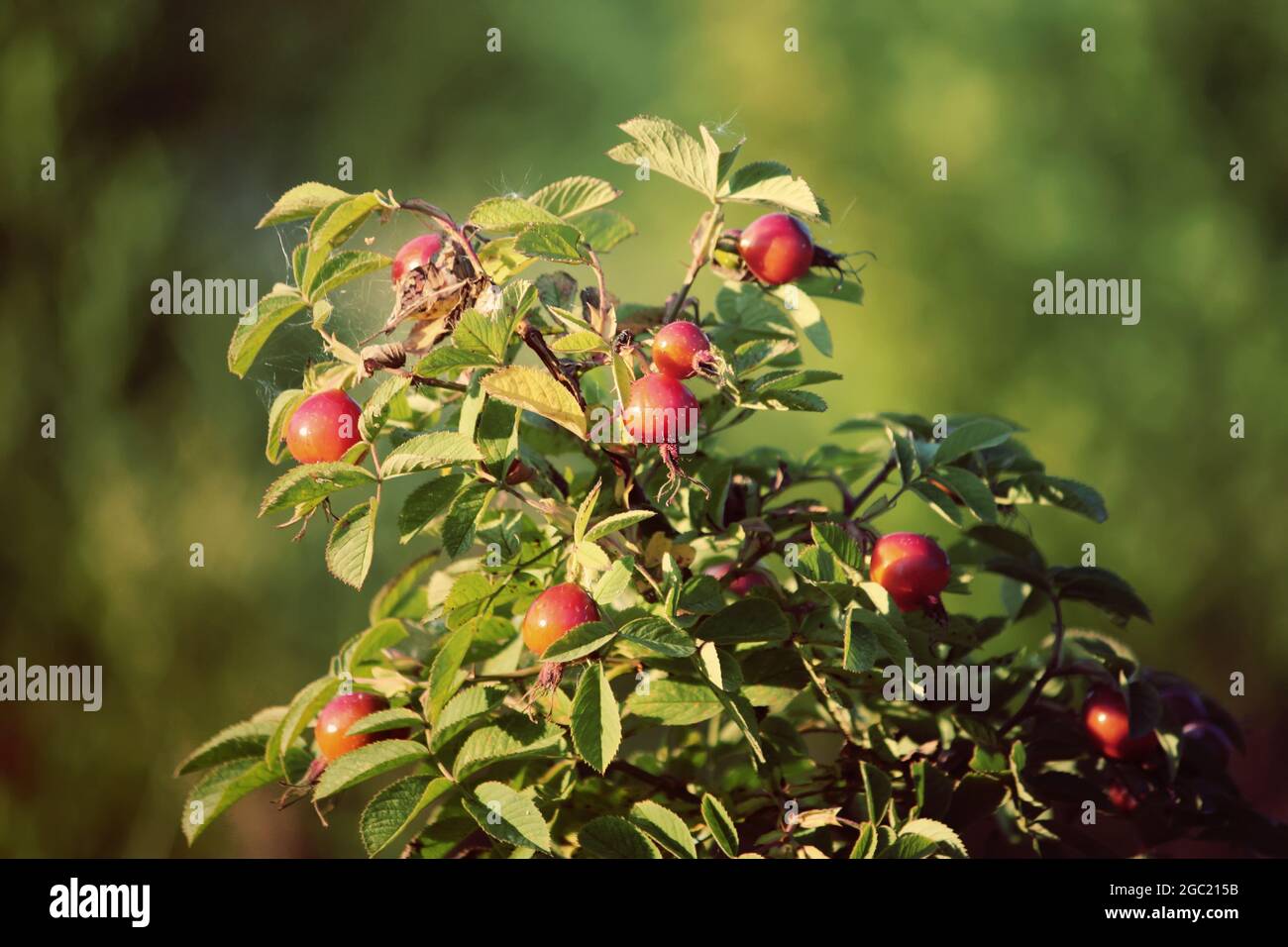 Rosehips. The berries of the red rose, ripe edible berries Stock Photo ...