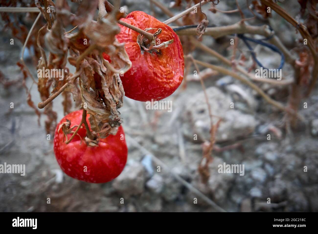 The concept of global warming and strong heat Stock Photo - Alamy
