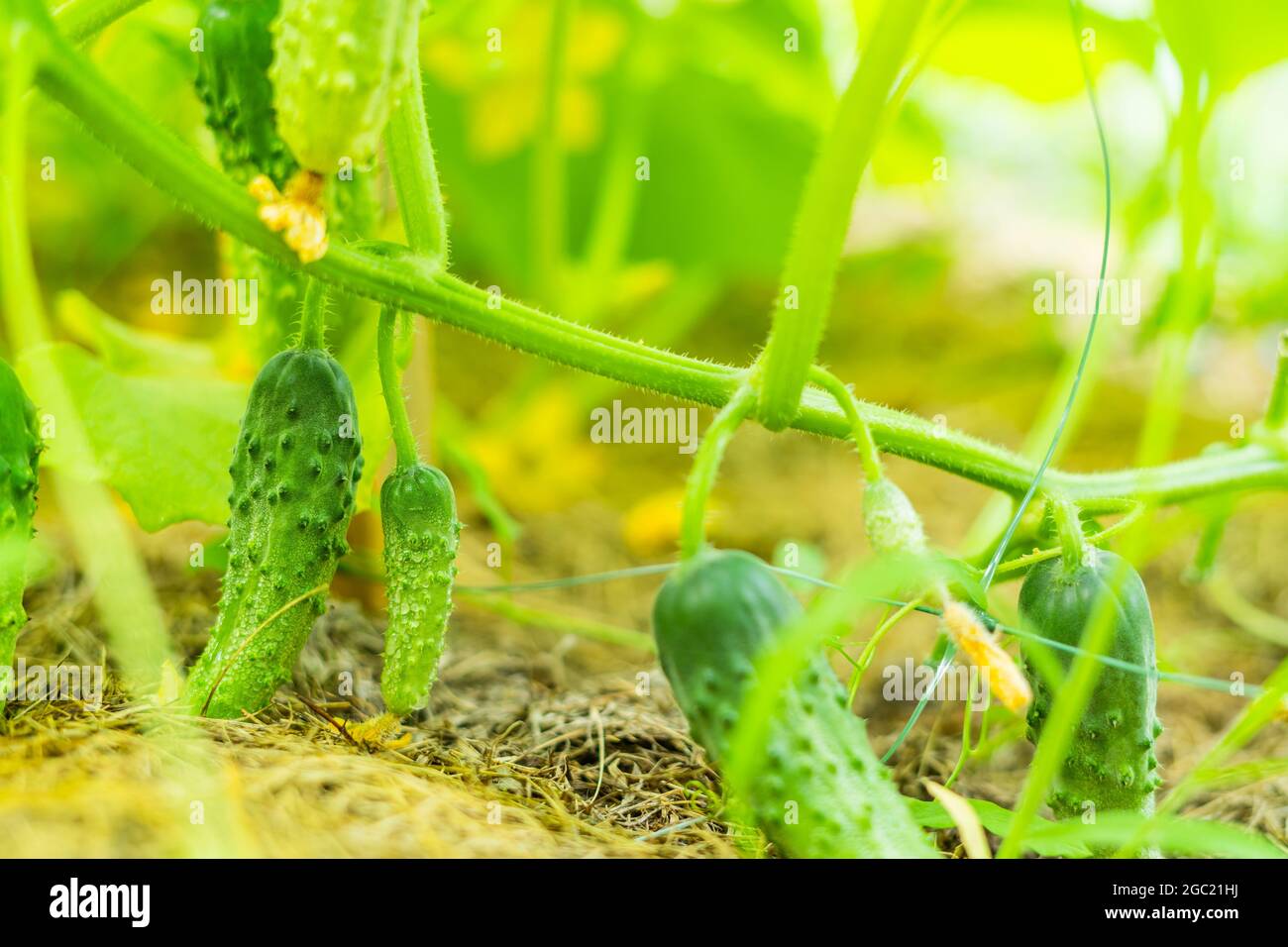Harvest cucumbers hi-res stock photography and images - Alamy