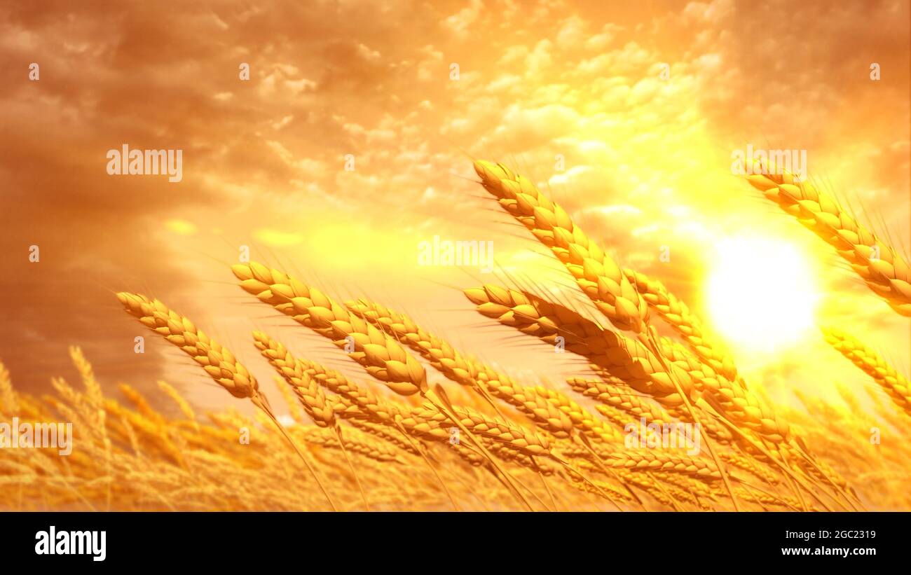 ripe rye or wheat spikelets field at cute sunset background . cgi ...