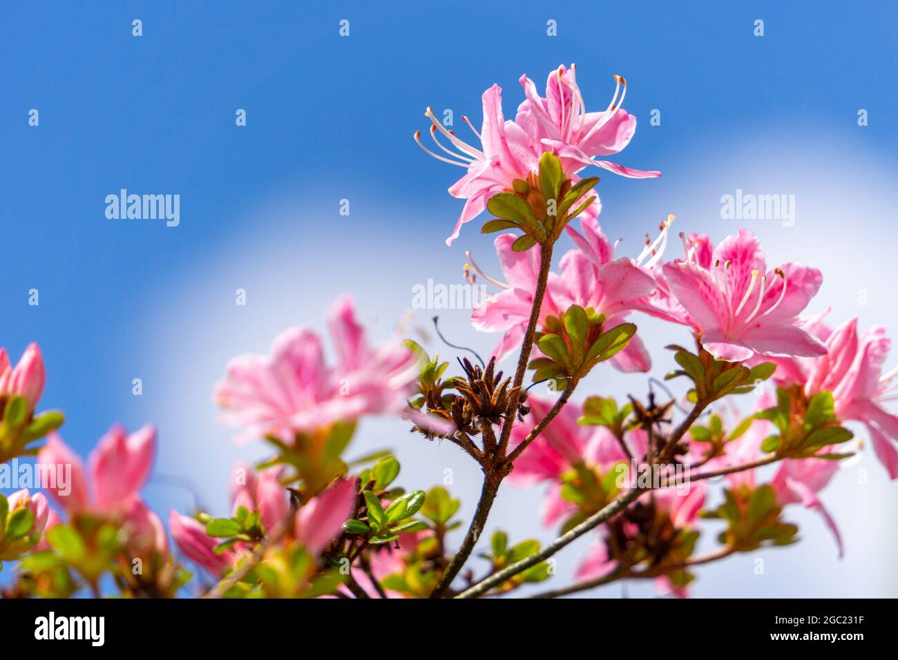 Azalee japonica kermesina hi-res stock photography and images - Alamy