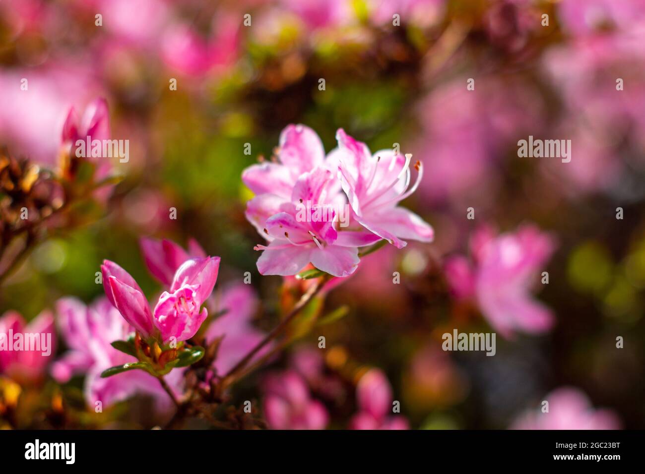 Azalee japonica kermesina hi-res stock photography and images - Alamy