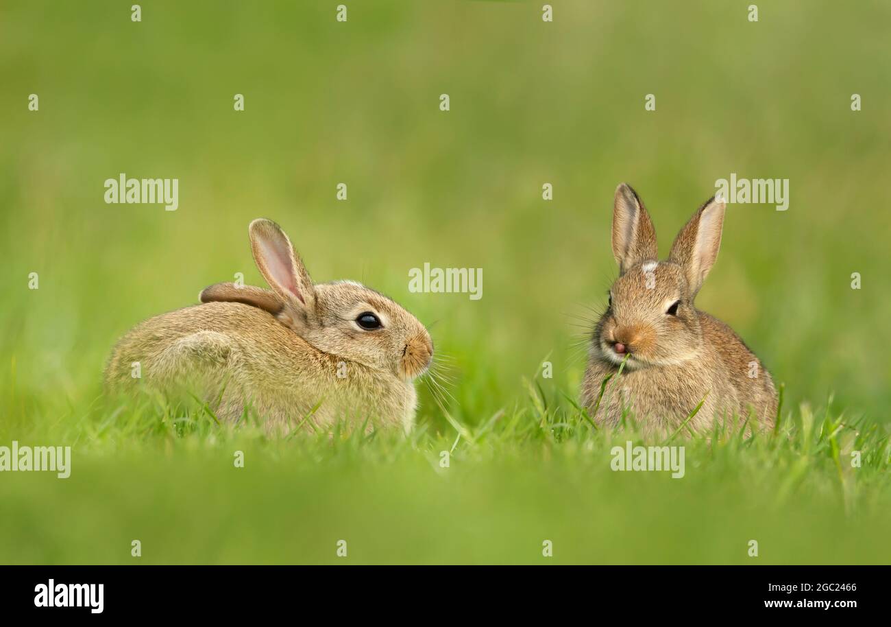 Little rabbits hi-res stock photography and images - Alamy