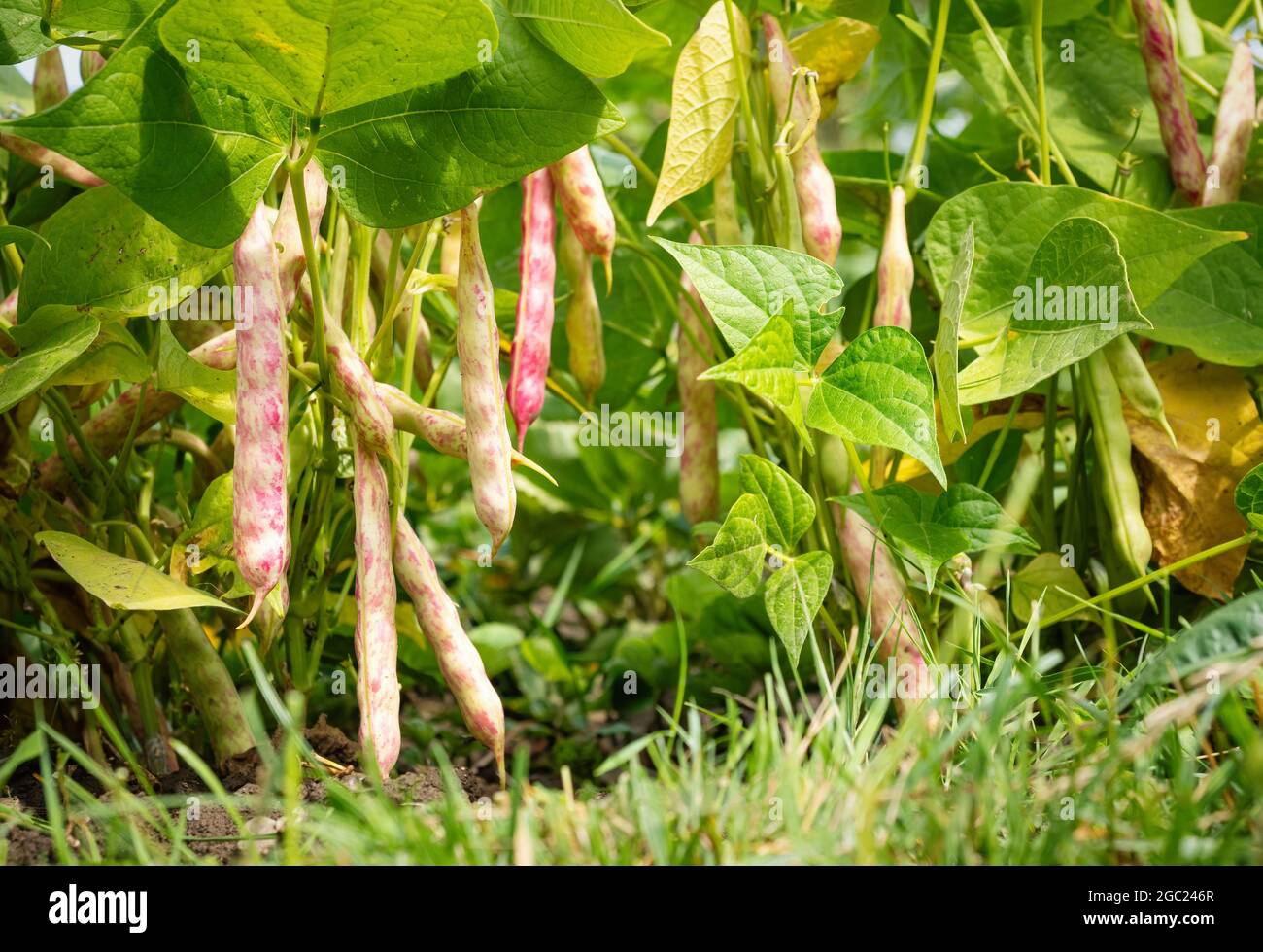 Ripe kidney bean growing on farm. Bush with bunch of pods of haricot ...