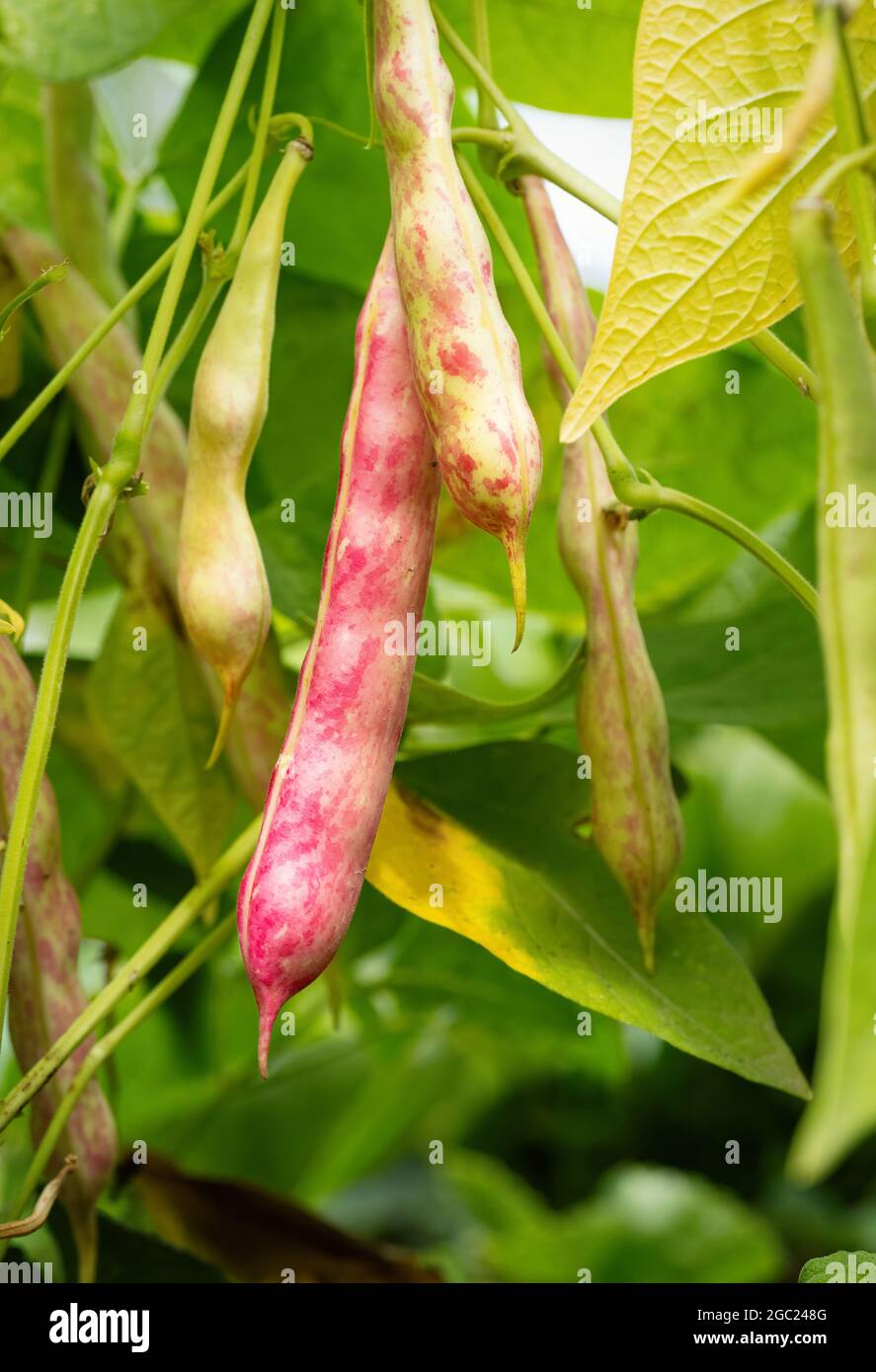 Phaseolus vulgaris var nanus hi-res stock photography and images - Alamy