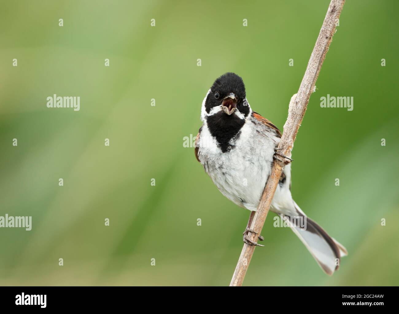 Common reed bunting calling in Rainham marshes nature reserve against ...