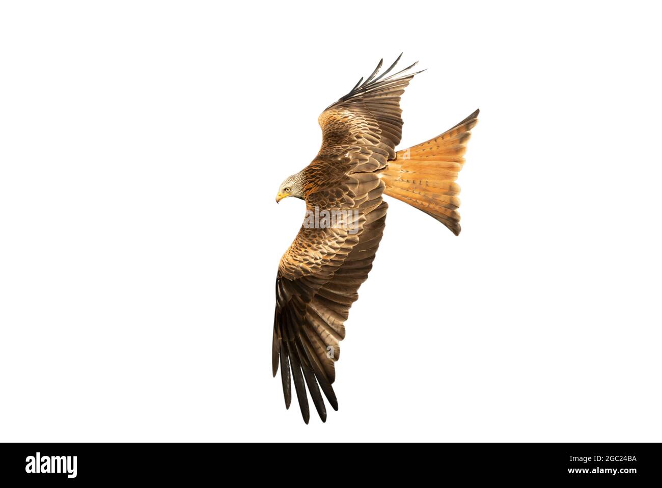 Raptor display Cut Out Stock Images & Pictures - Alamy