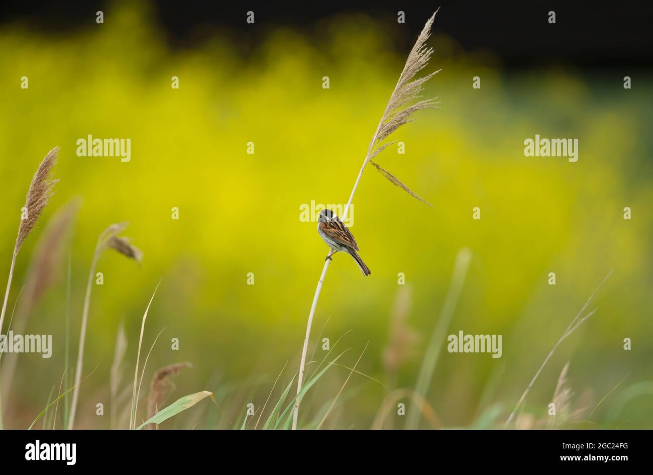 Common reed bunting perched on a reed in Rainham marshes, UK Stock ...