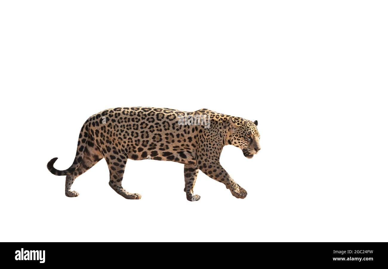 Jaguar panthera onca walking in Cut Out Stock Images & Pictures - Alamy