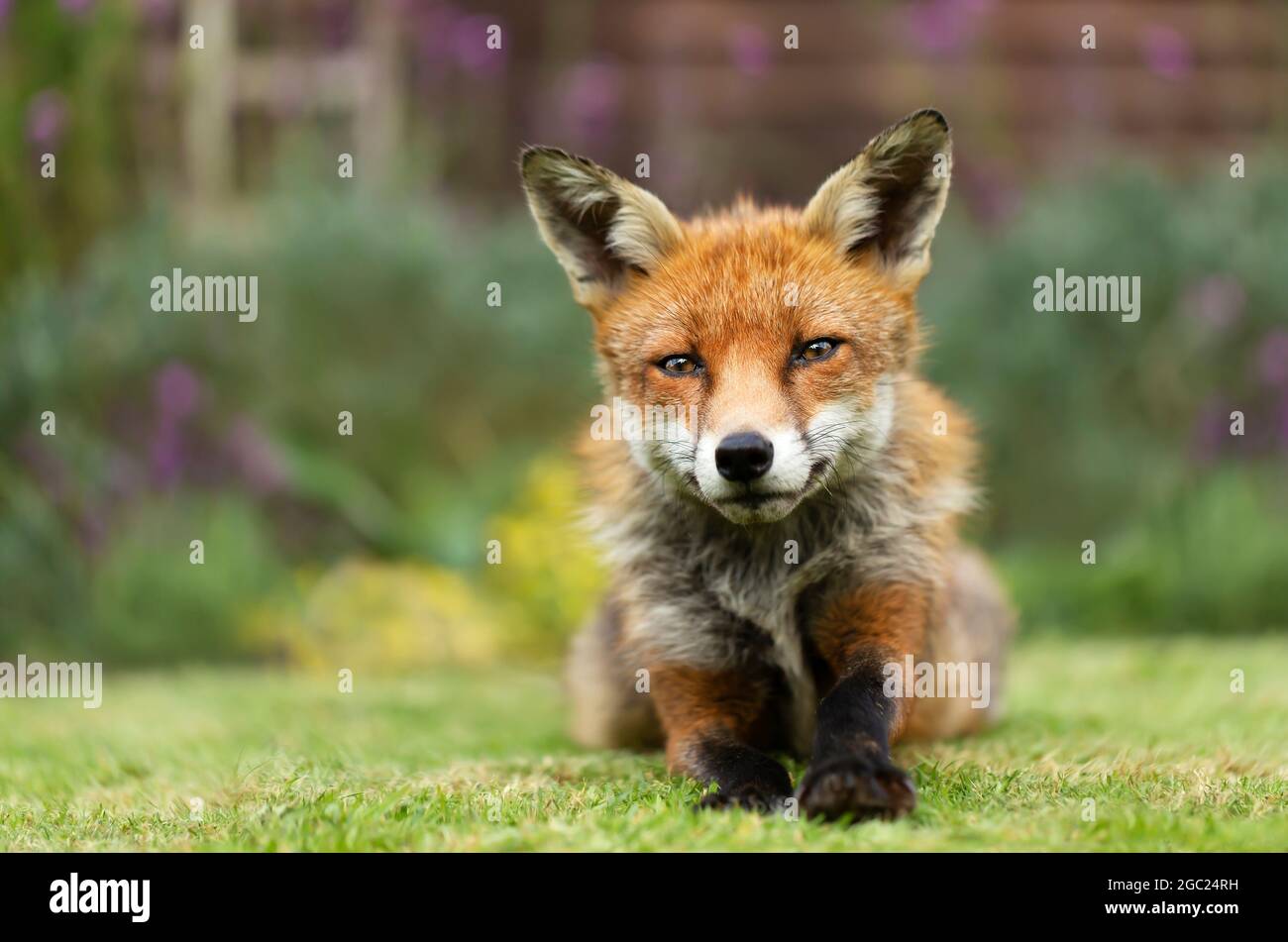 Close up of a red fox (Vulpes vulpes) lying on green grass, United ...