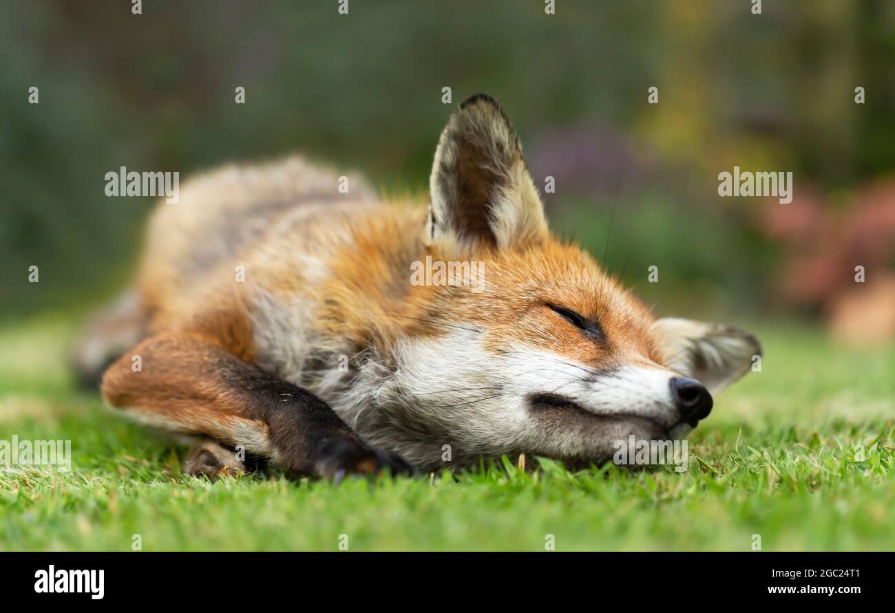 Red fox vulpes vulpes adult animal sleeping hi-res stock photography and images - Alamy