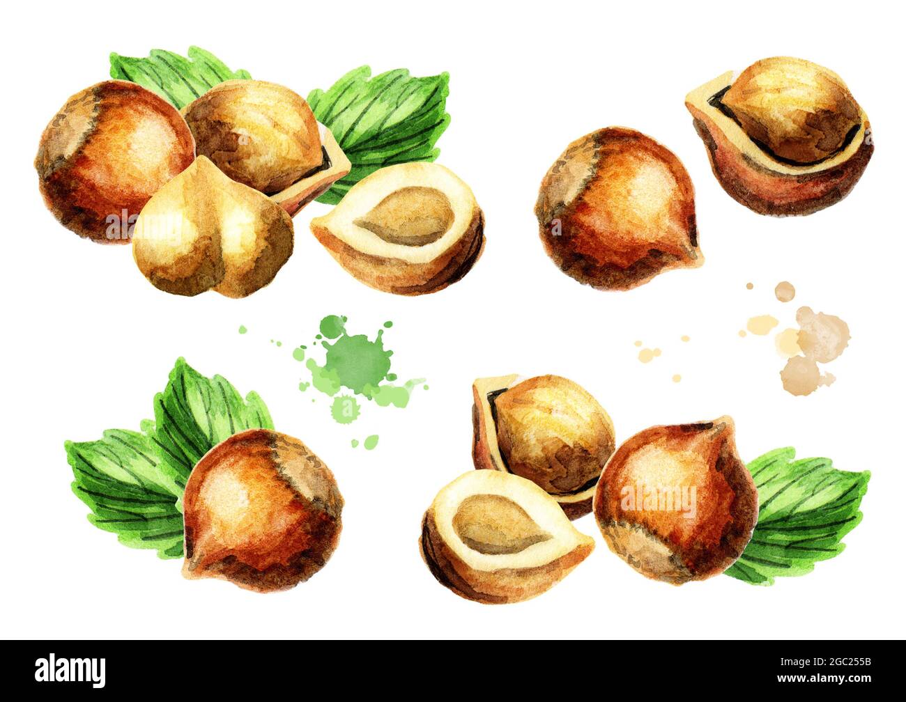 Hazelnut compositions set. Hand-drawn watercolor illustration Stock ...