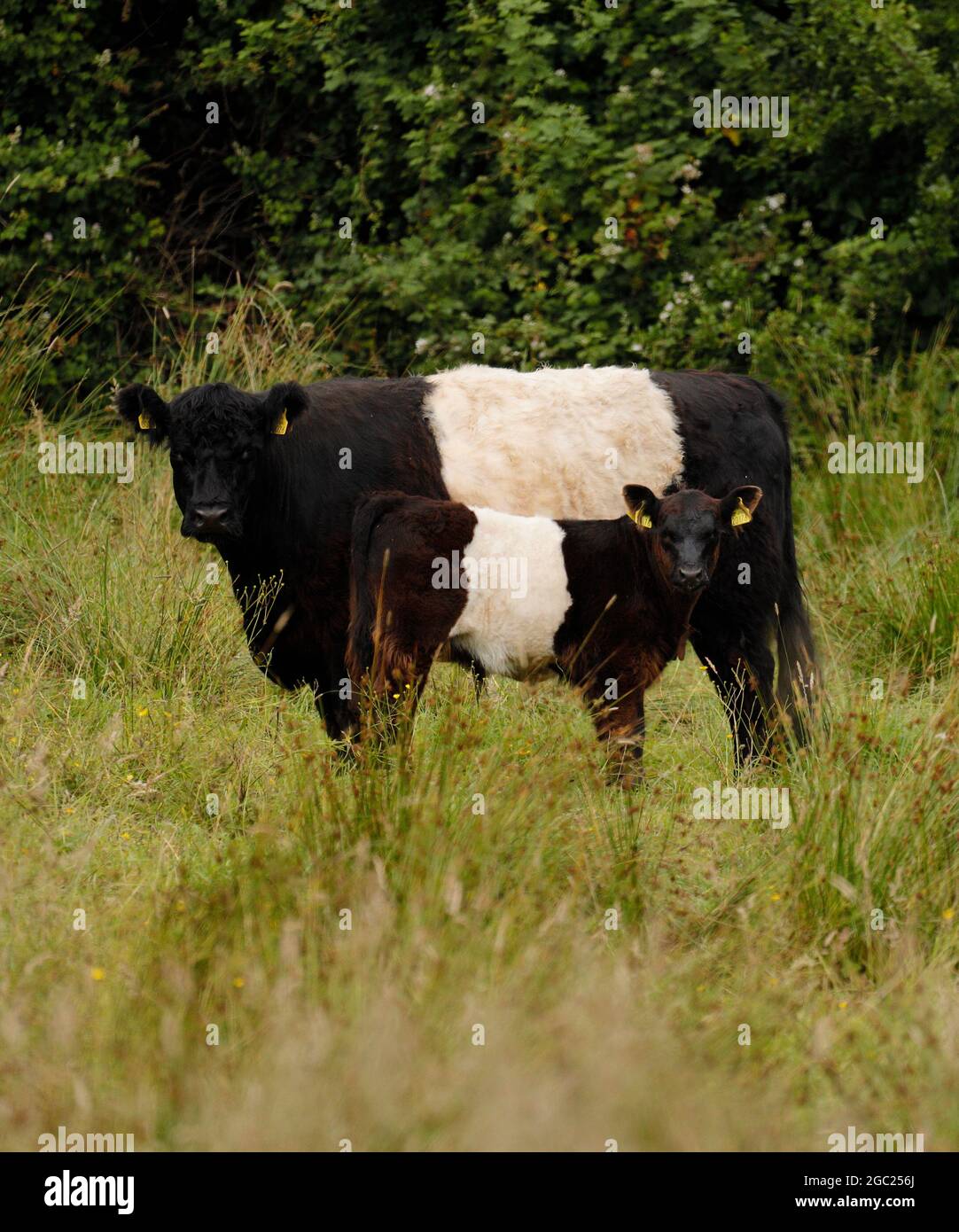 Black white breed cow in hi-res stock photography and images - Alamy