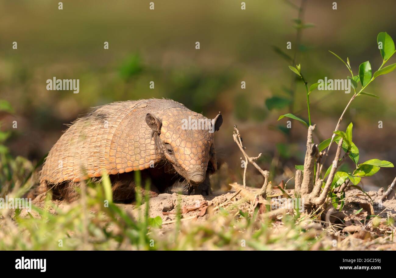 Armadillo burrow hi-res stock photography and images - Alamy