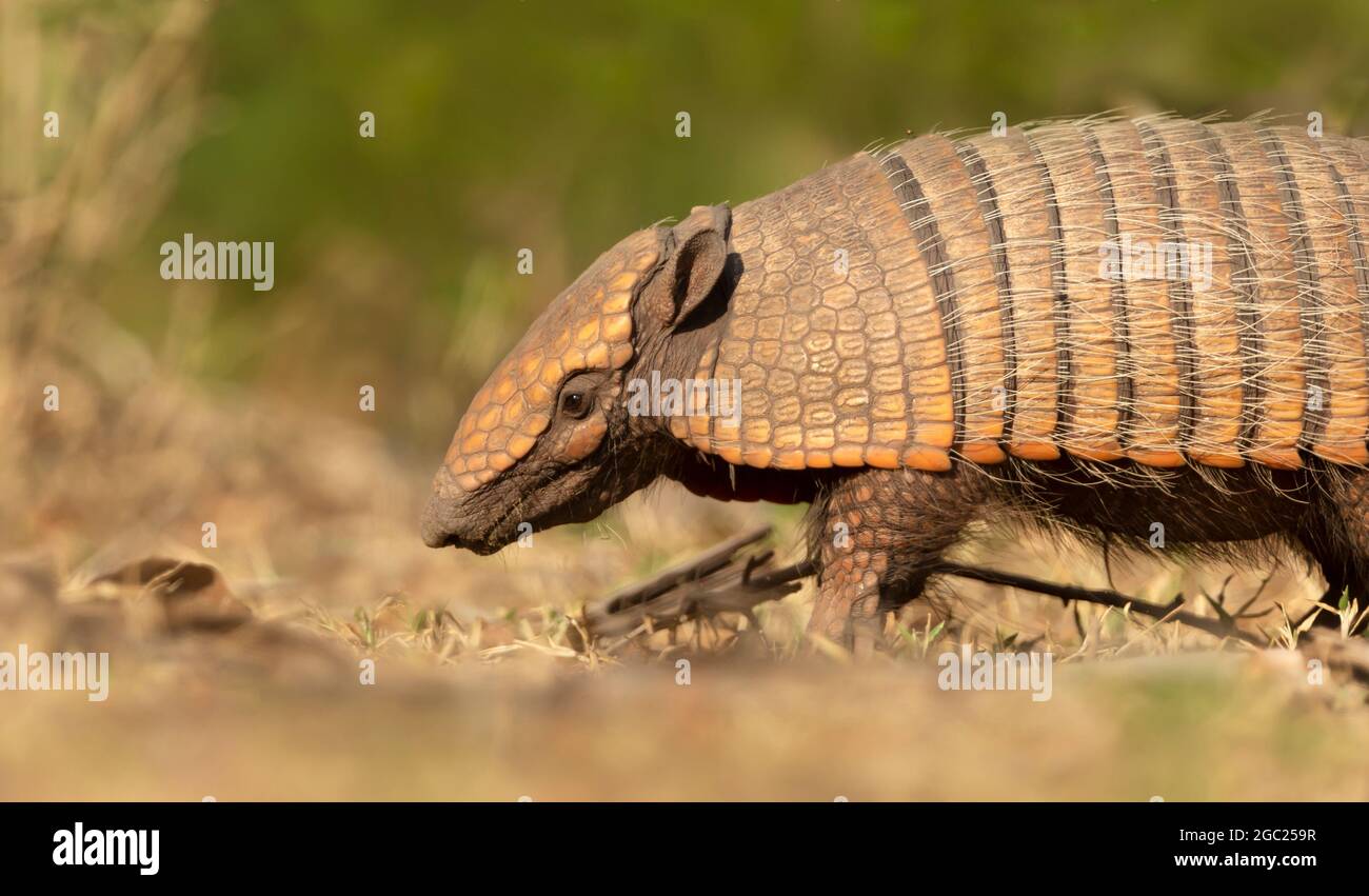 Close up of a Six-banded armadillo (Euphractus sexcinctus) in South Pantanal, Brazil Stock Photo ...