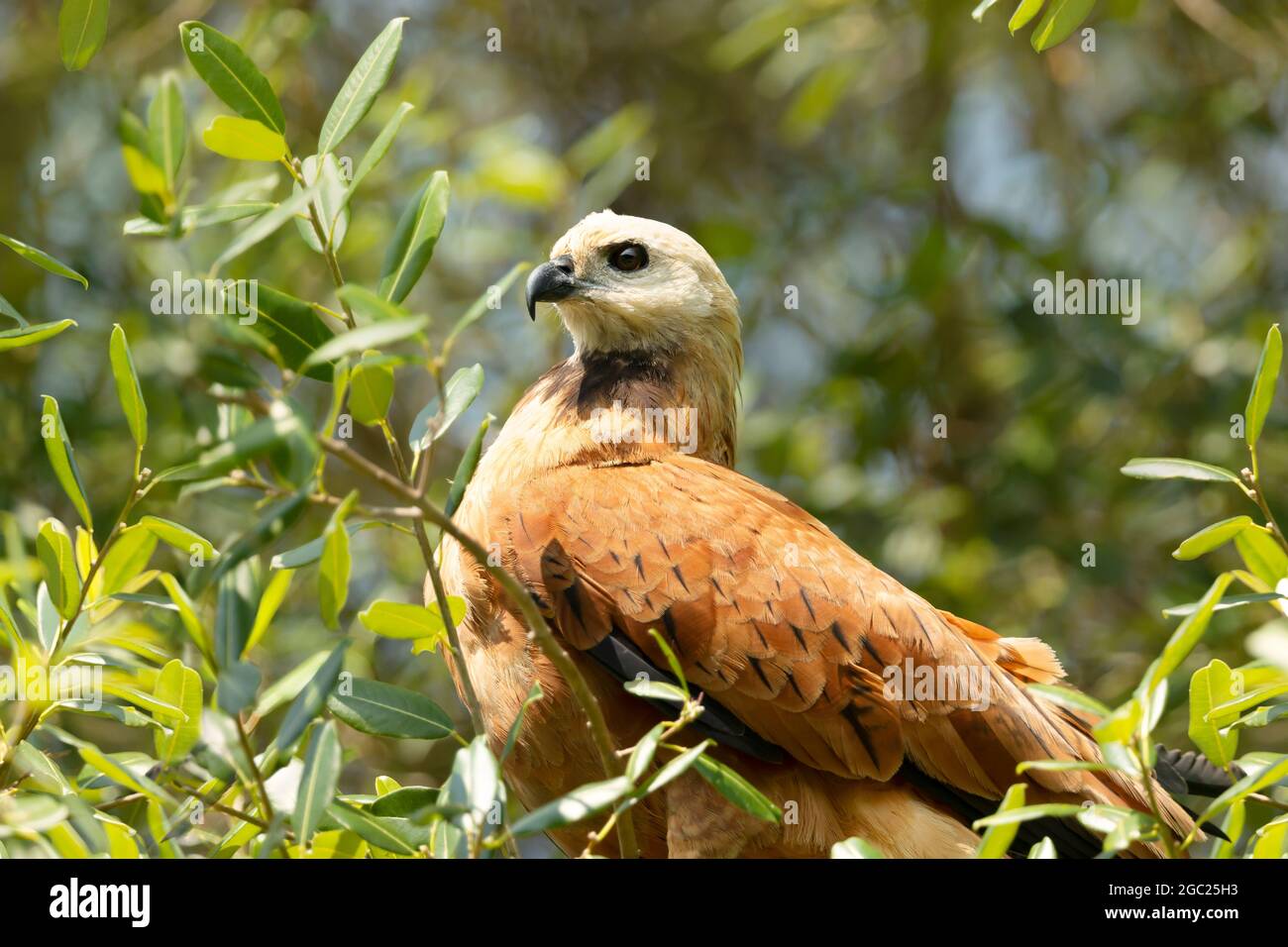 Brazilian black hawk hi-res stock photography and images - Alamy
