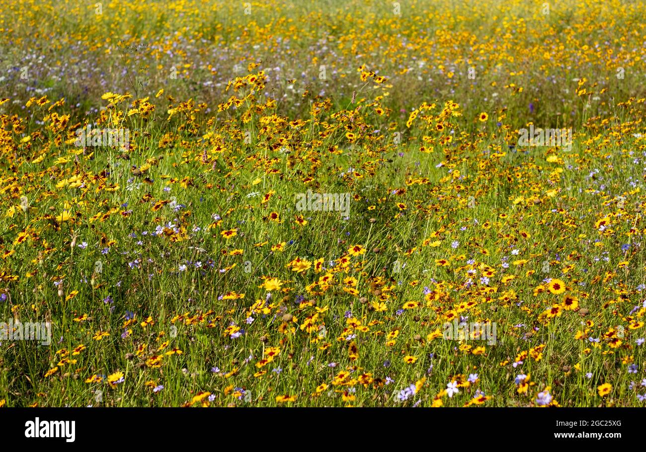 Wildflower meadow with attractive yellow Plains Coreopsis flowers with ...