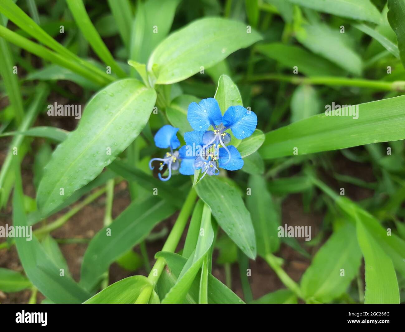 Cruciform flower plant hi-res stock photography and images - Alamy