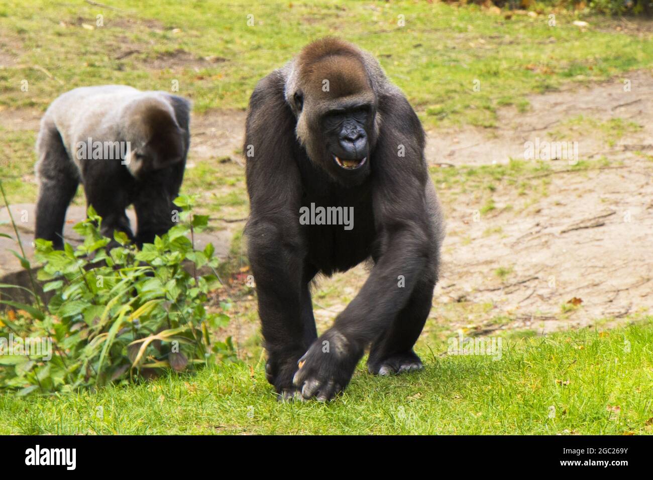 Two gorillas walking hi-res stock photography and images - Alamy