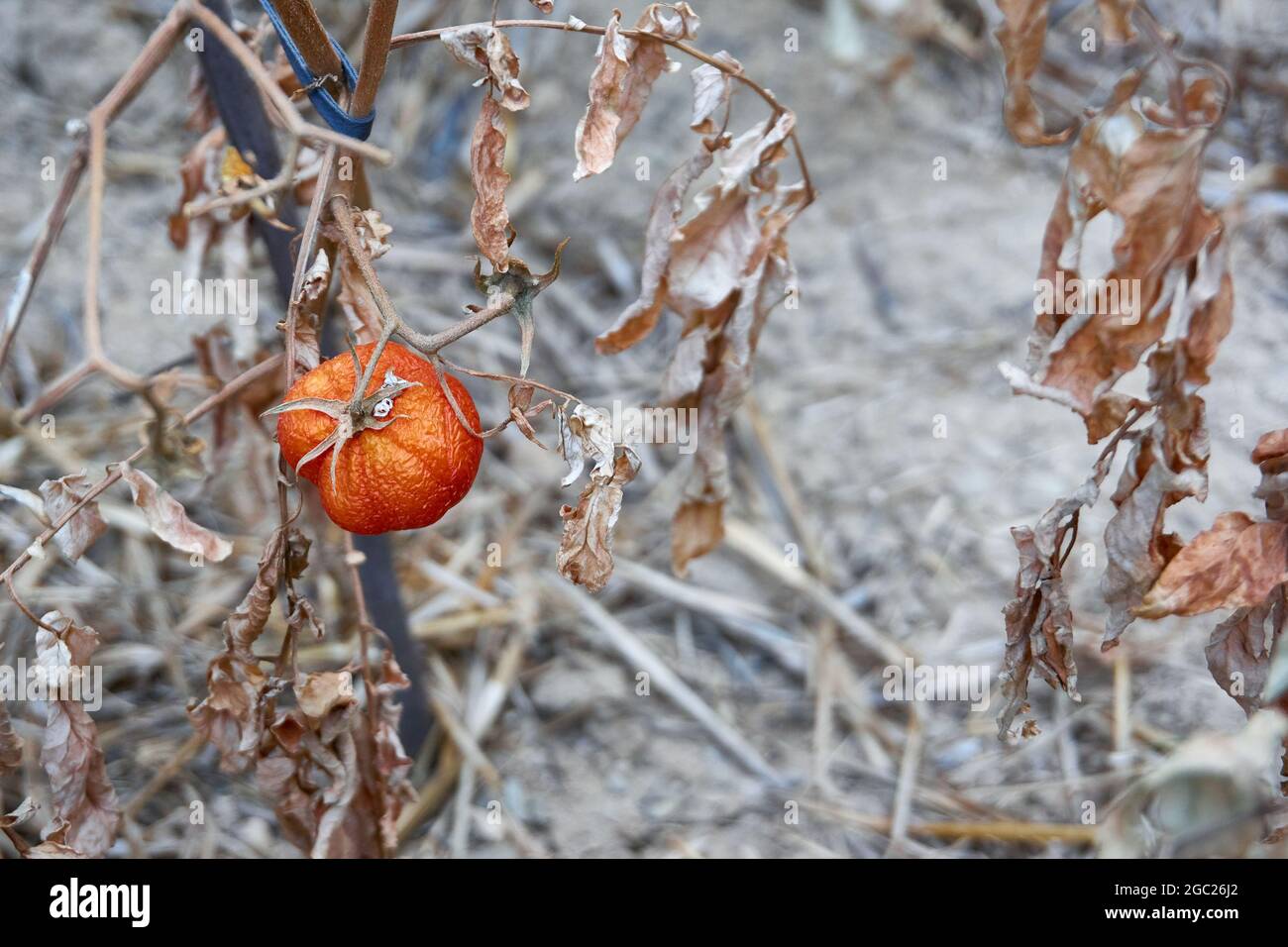 The concept of global warming and strong heat Stock Photo - Alamy