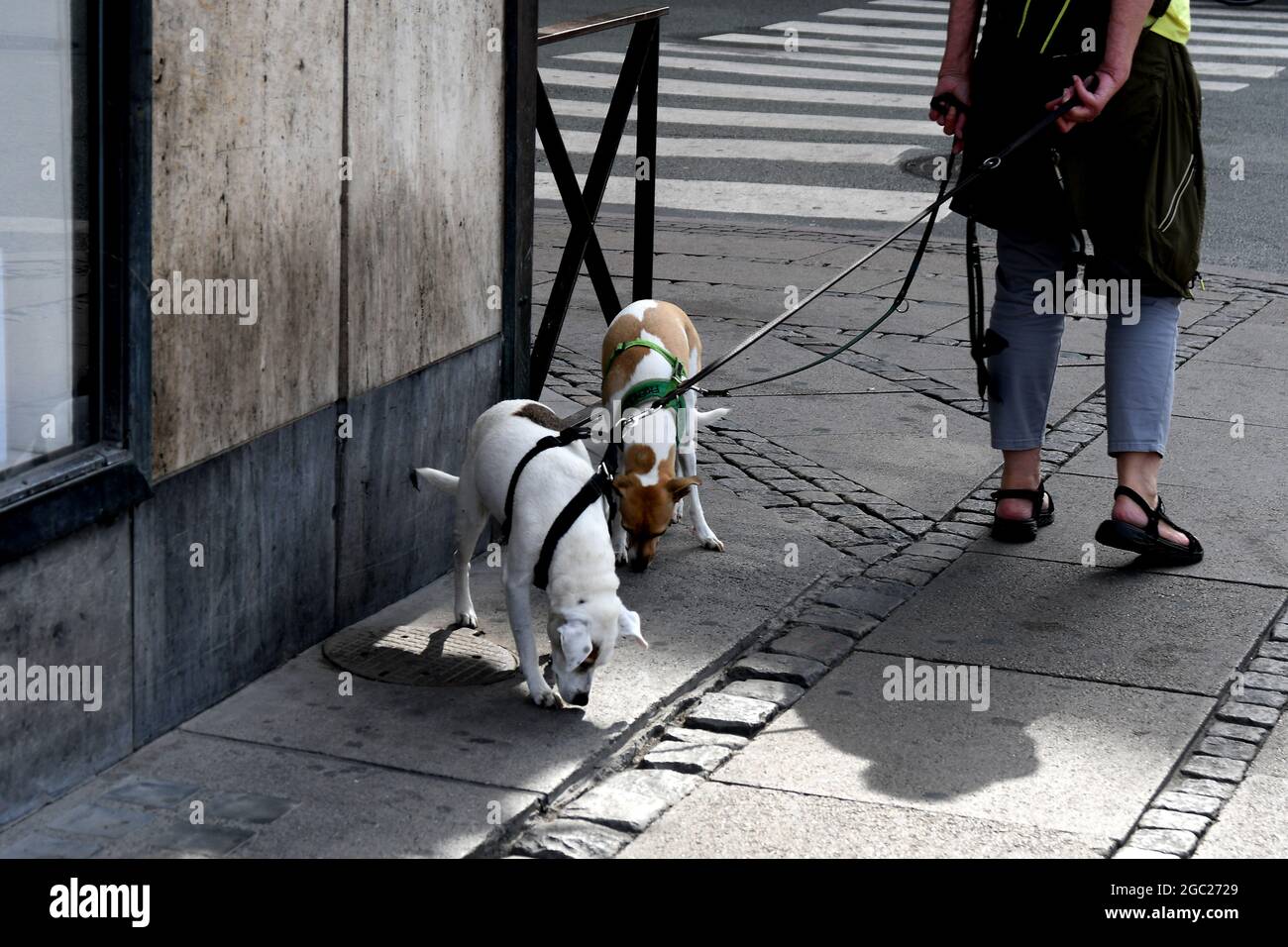 Copenhagen, Denmark.,06 August 2021, Woman with her two pets or animal ...