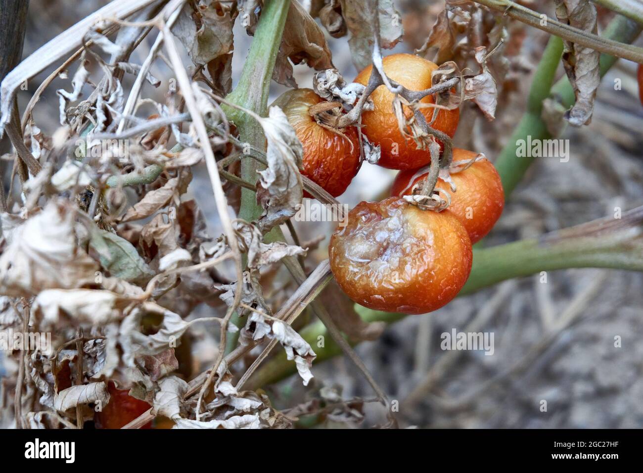 The concept of global warming and strong heat Stock Photo - Alamy
