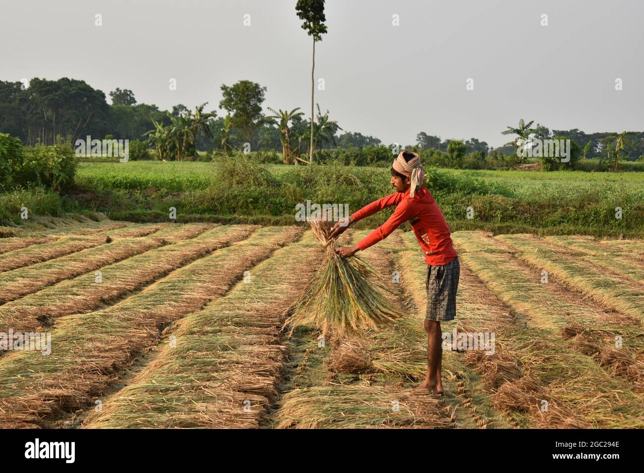 NORTH 24 PARGANAS, INDIA - May 01, 2021: A farmer tying paddy in his ...